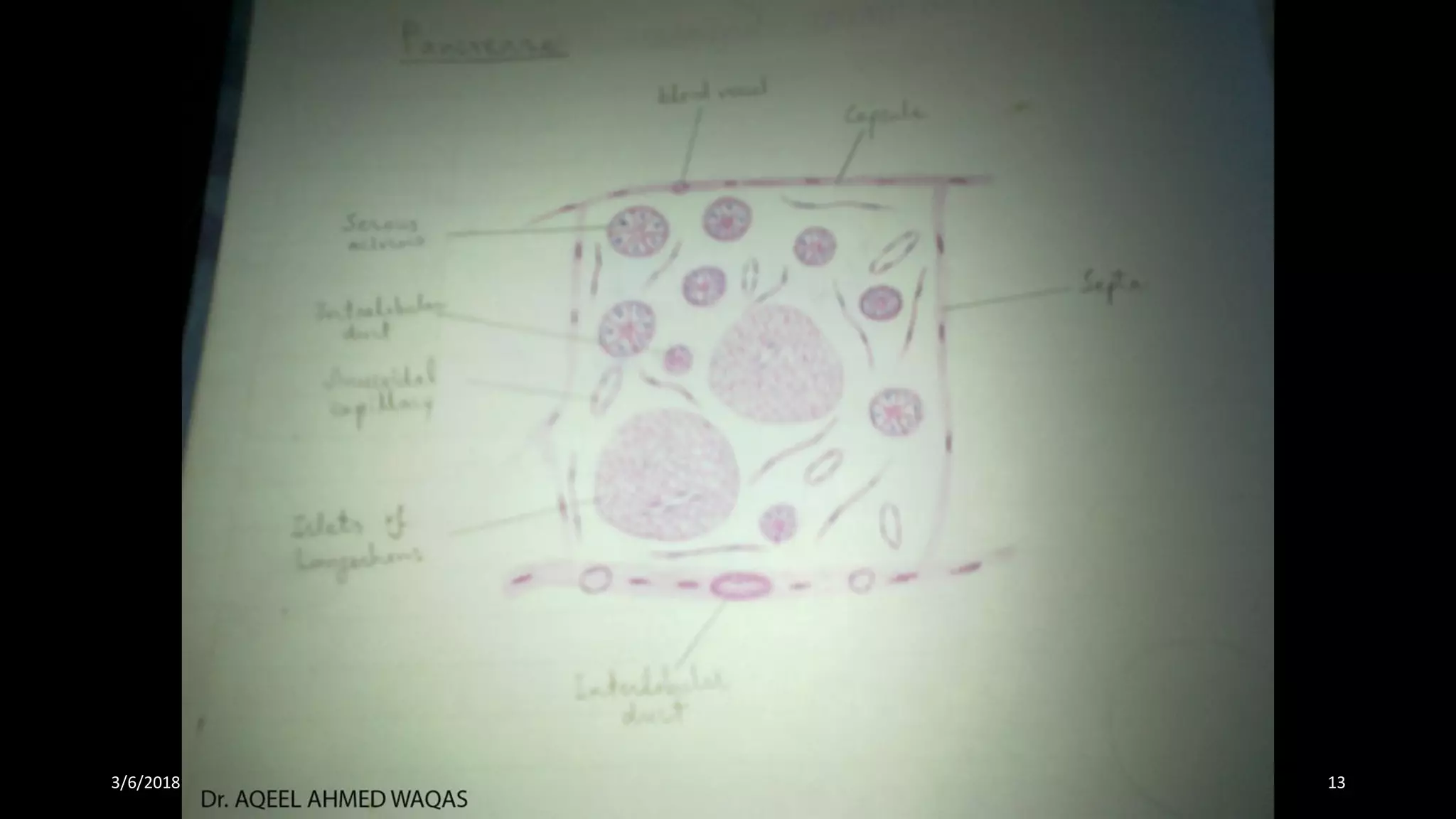 Histology hand made diagrams | PDF