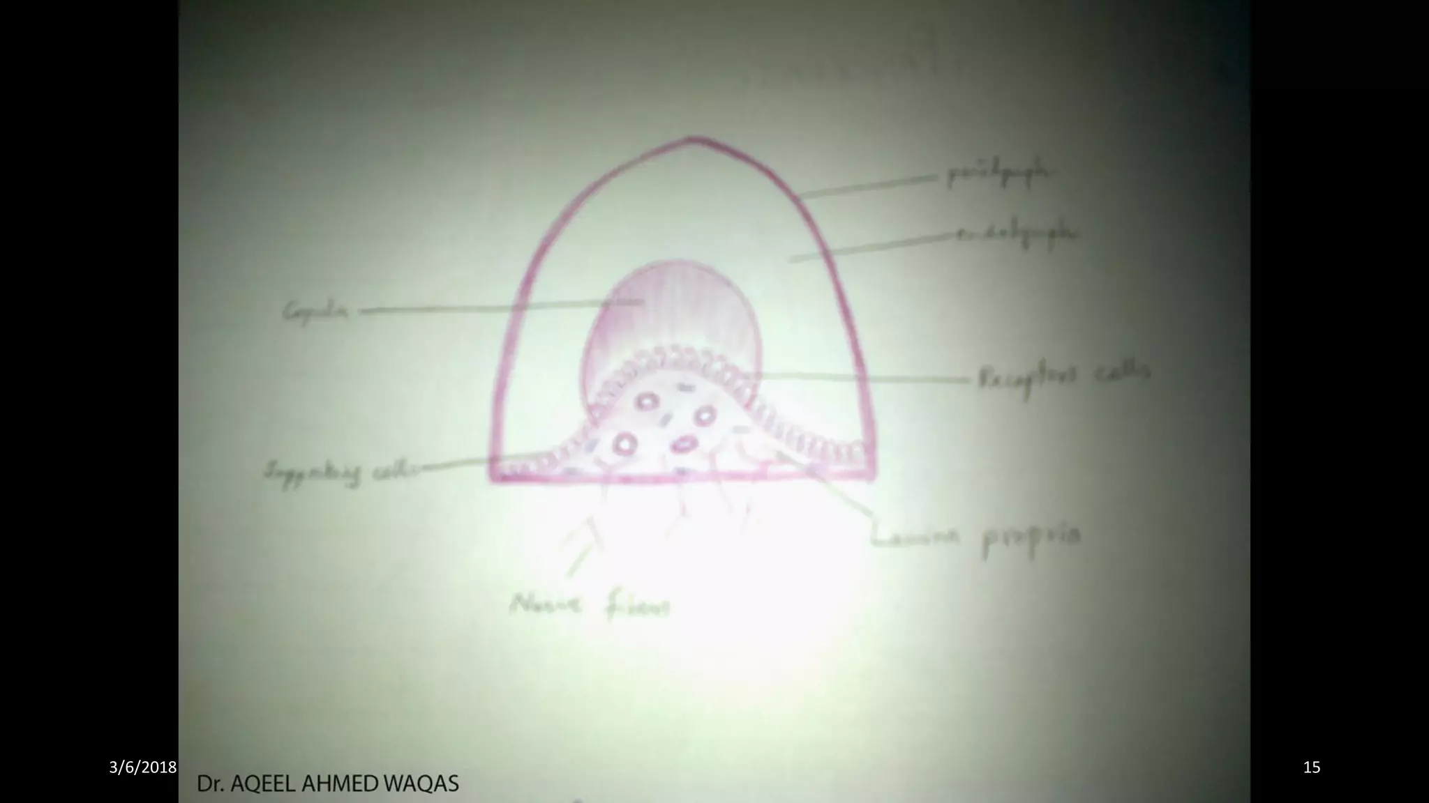 Histology hand made diagrams | PDF