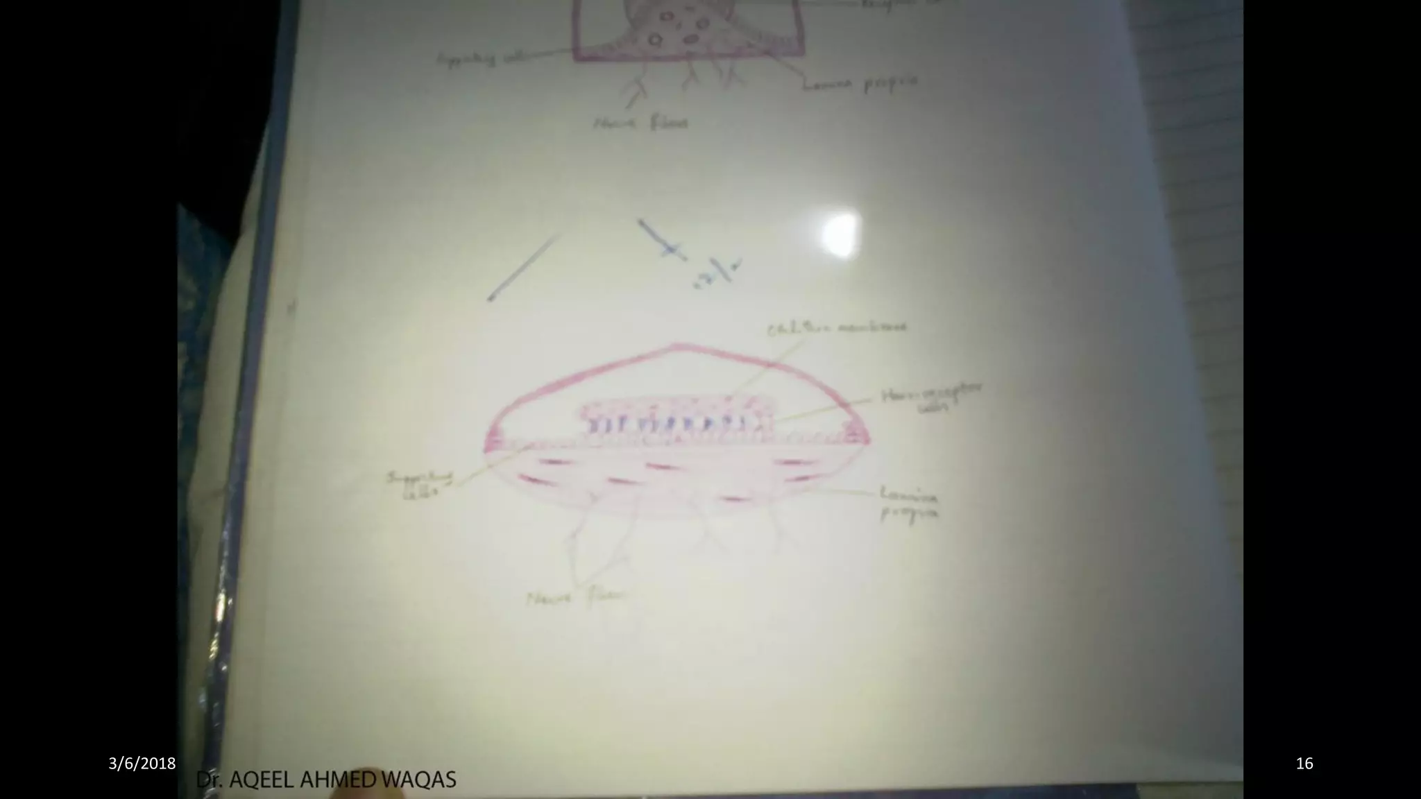 Histology hand made diagrams | PDF