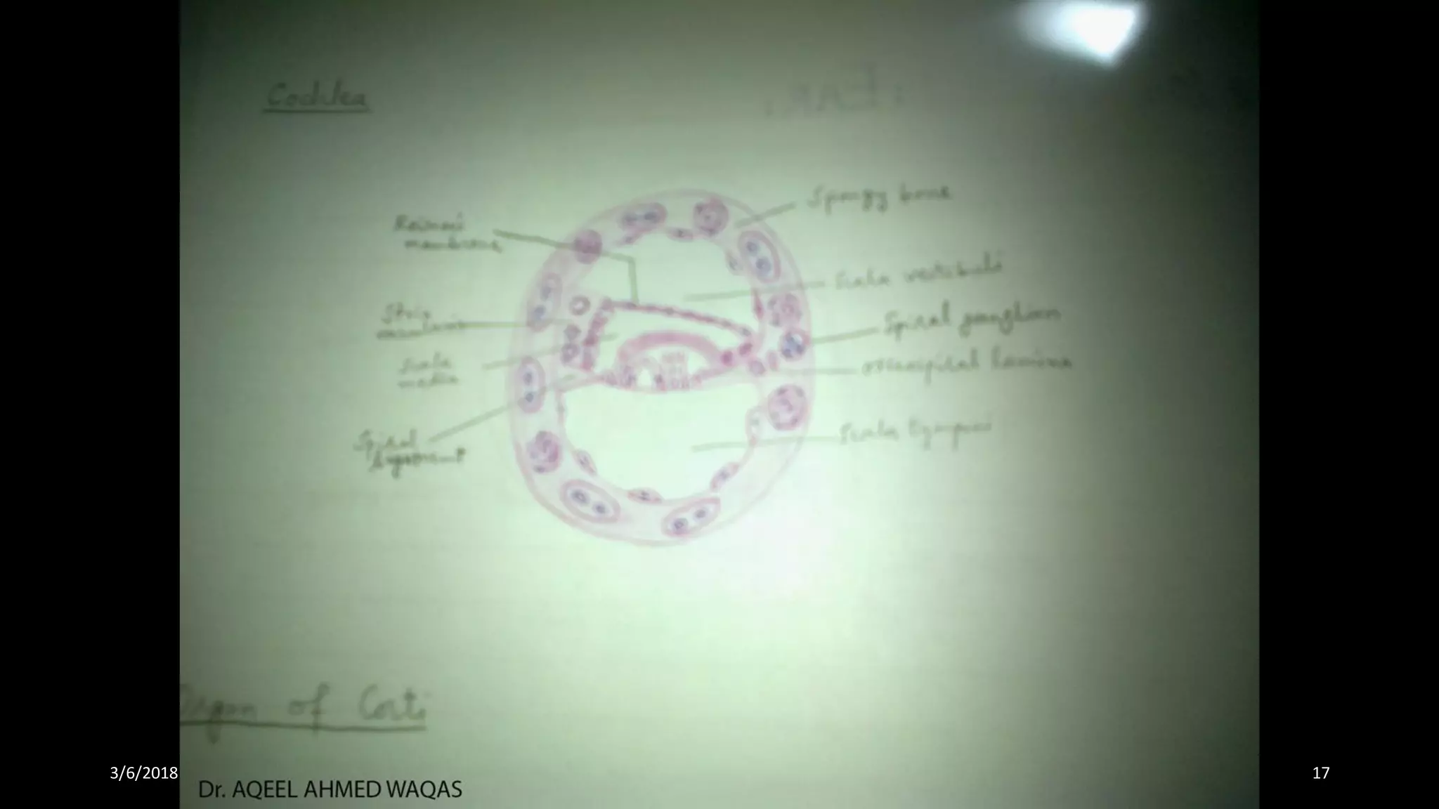 Histology hand made diagrams | PDF