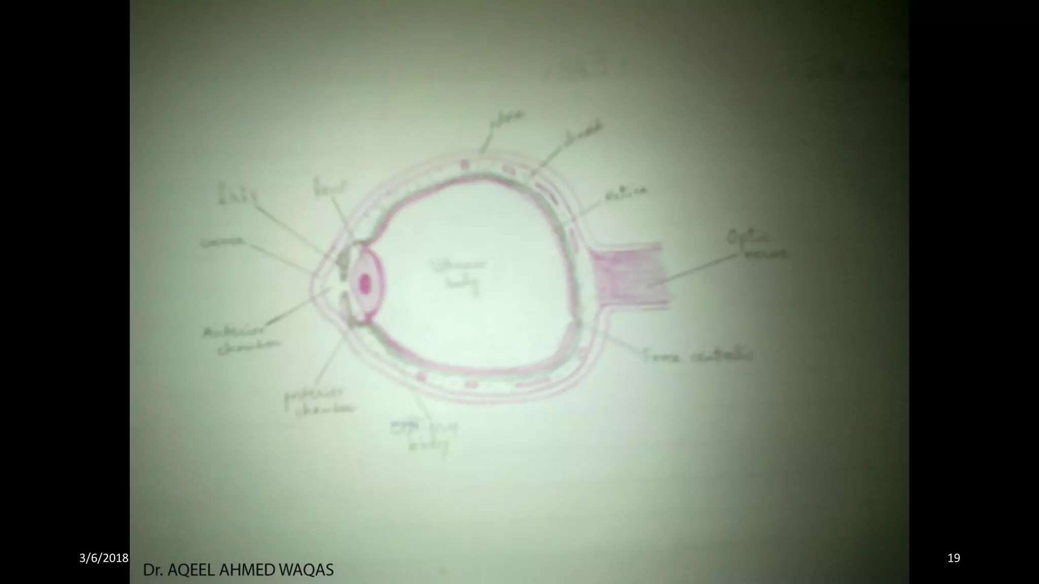 Histology hand made diagrams | PDF