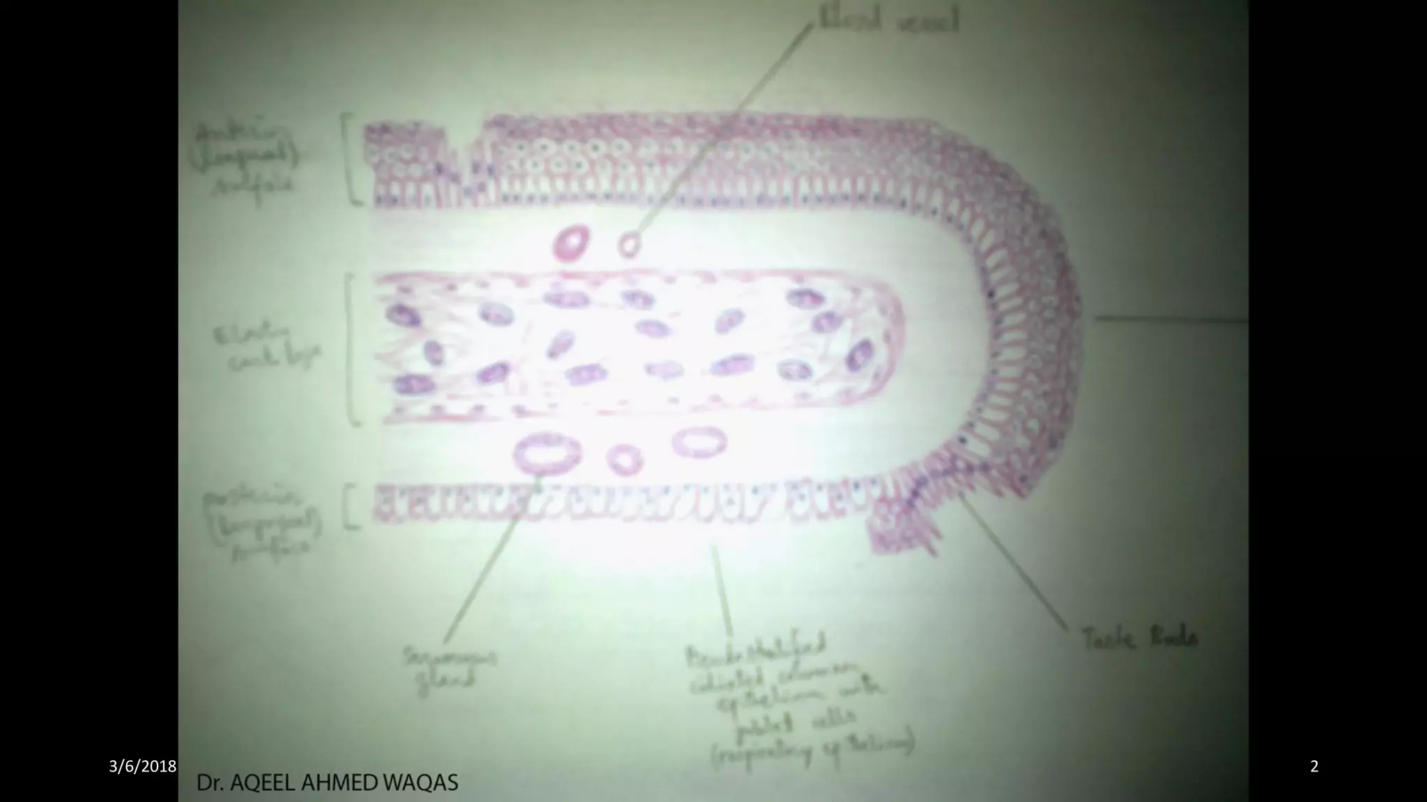 Histology hand made diagrams | PDF