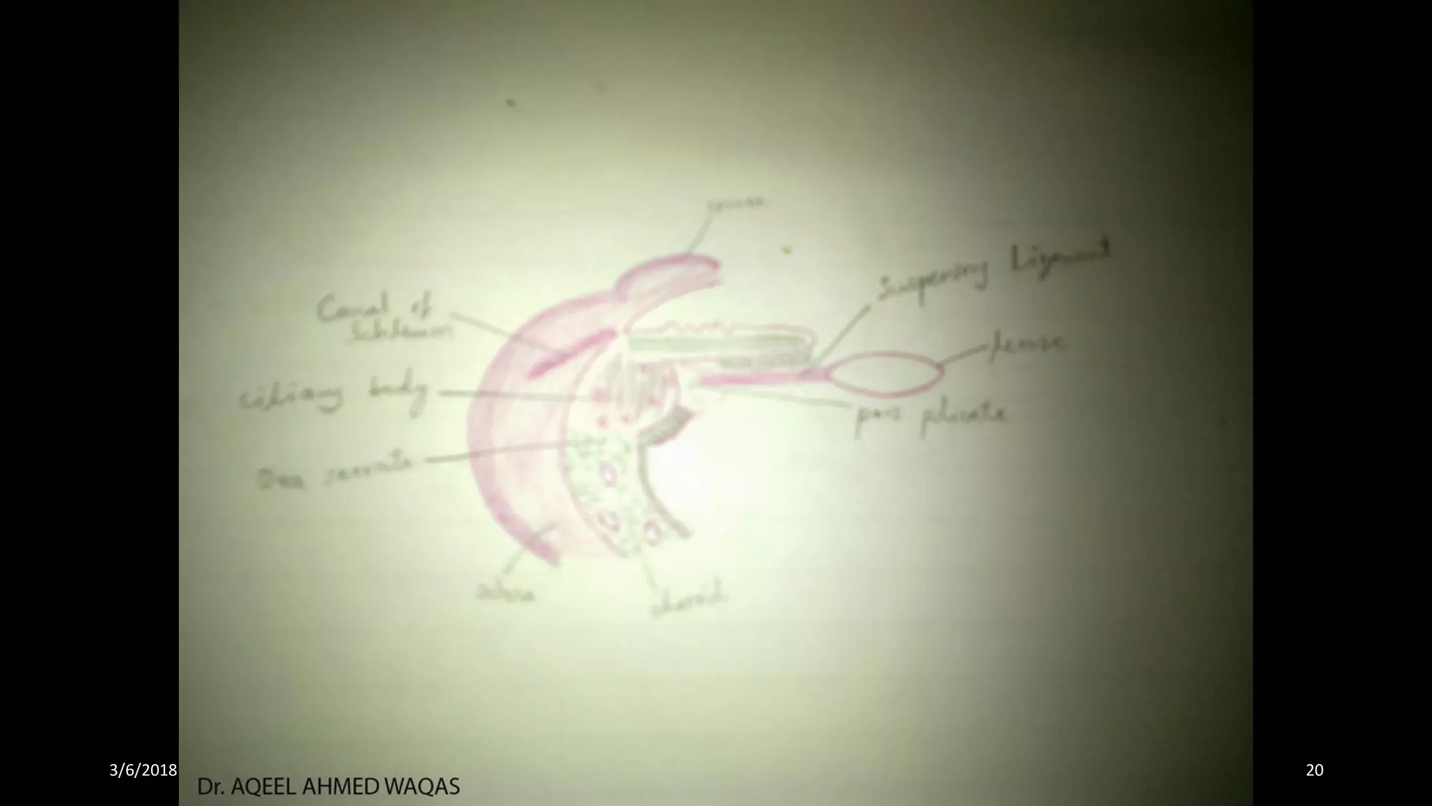 Histology hand made diagrams | PDF