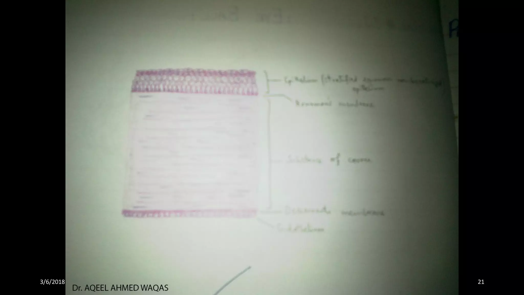 Histology hand made diagrams | PDF