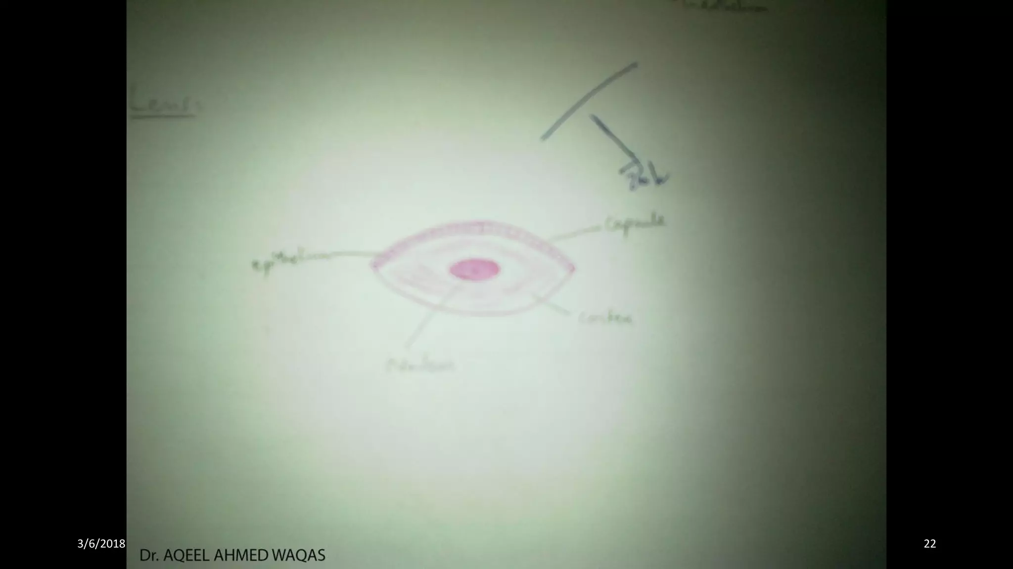 Histology hand made diagrams | PDF