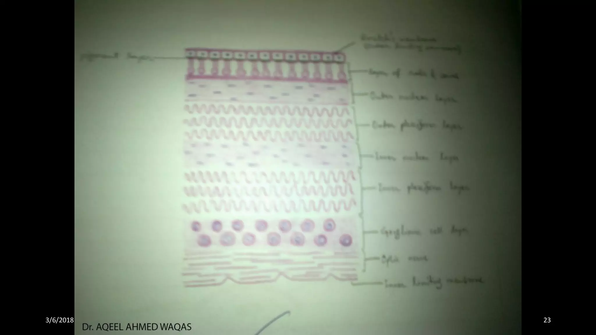 Histology hand made diagrams | PDF