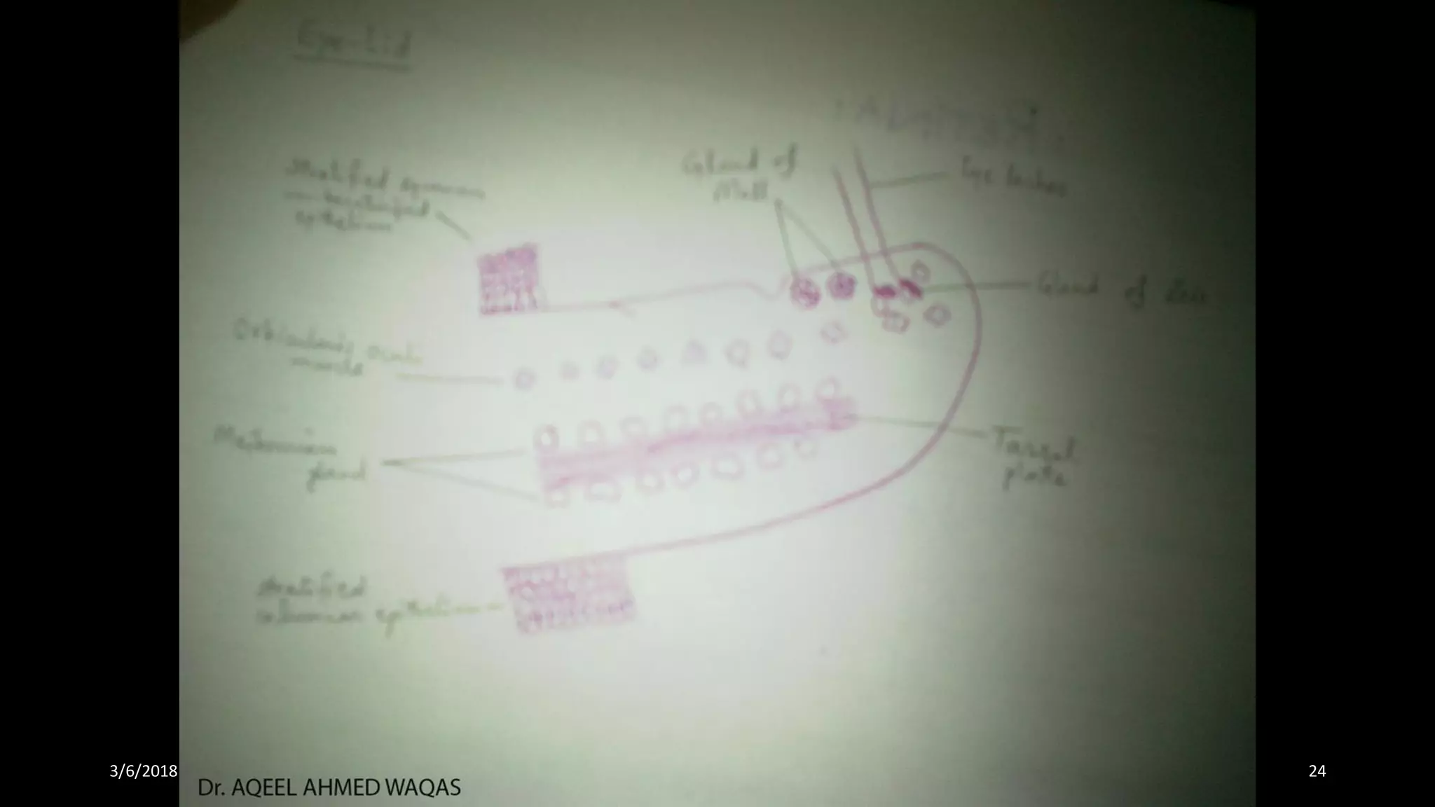 Histology hand made diagrams | PDF