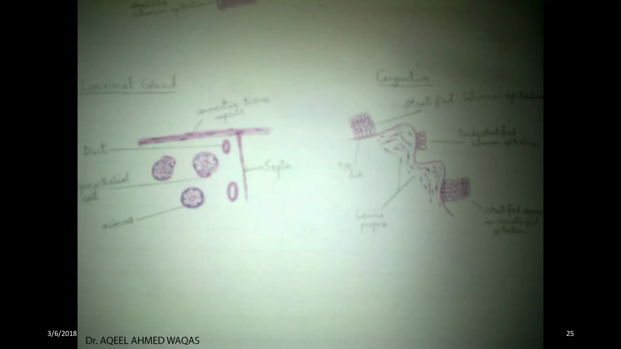 Histology hand made diagrams | PDF