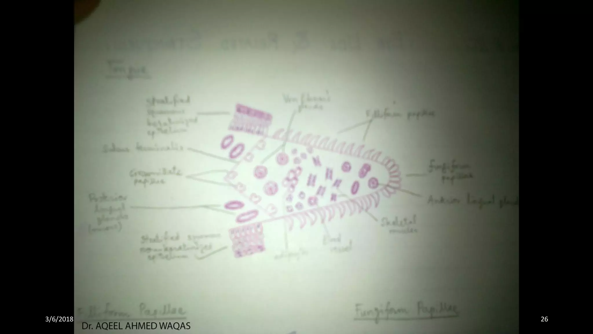 Histology hand made diagrams | PDF