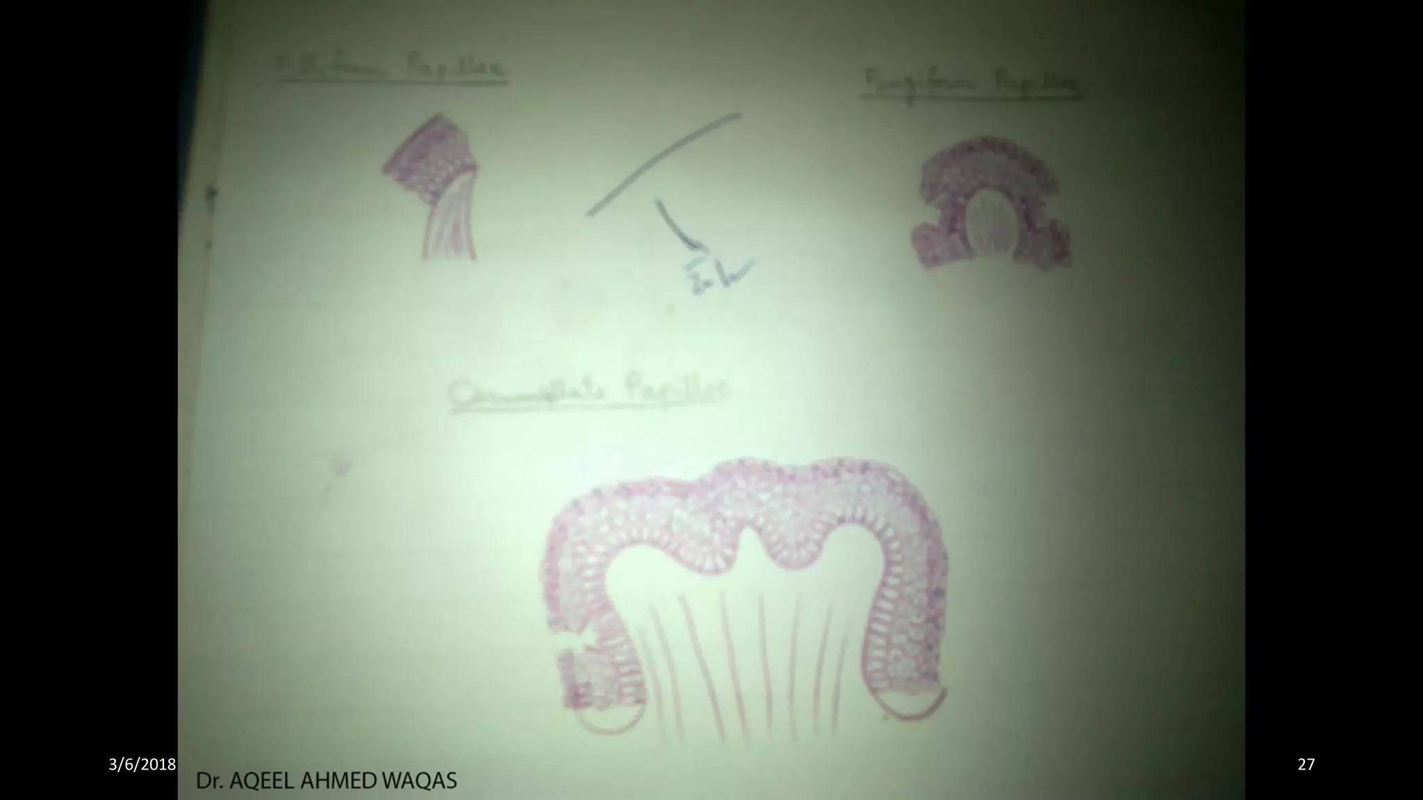 Histology hand made diagrams | PDF