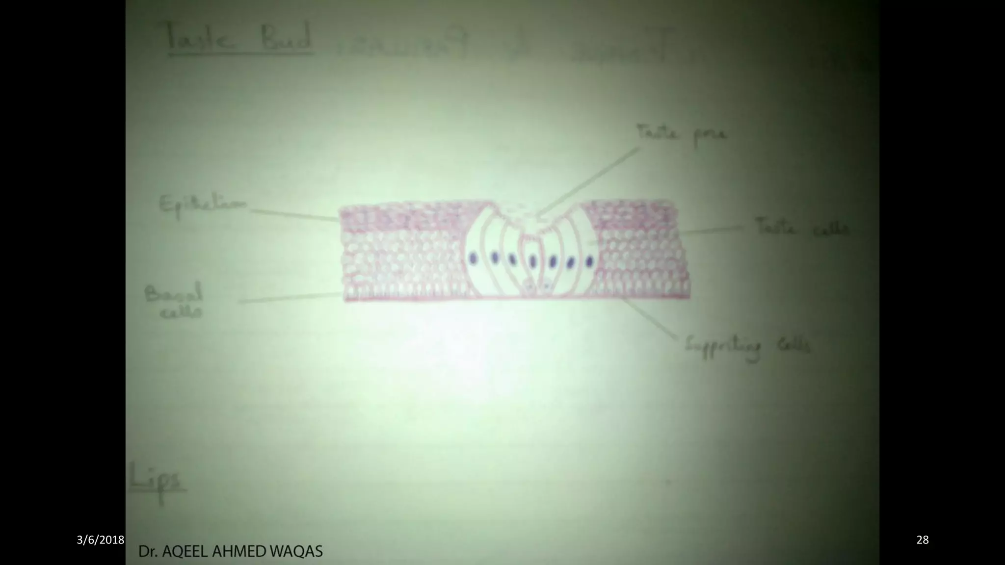 Histology hand made diagrams | PDF