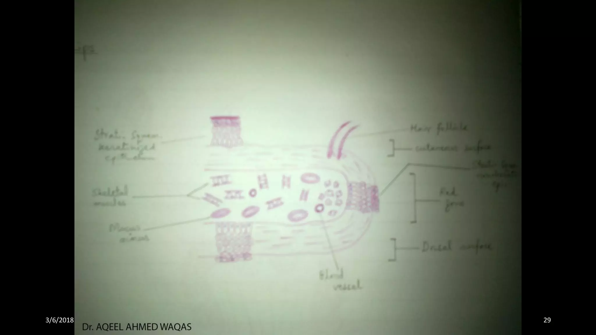 Histology hand made diagrams | PDF