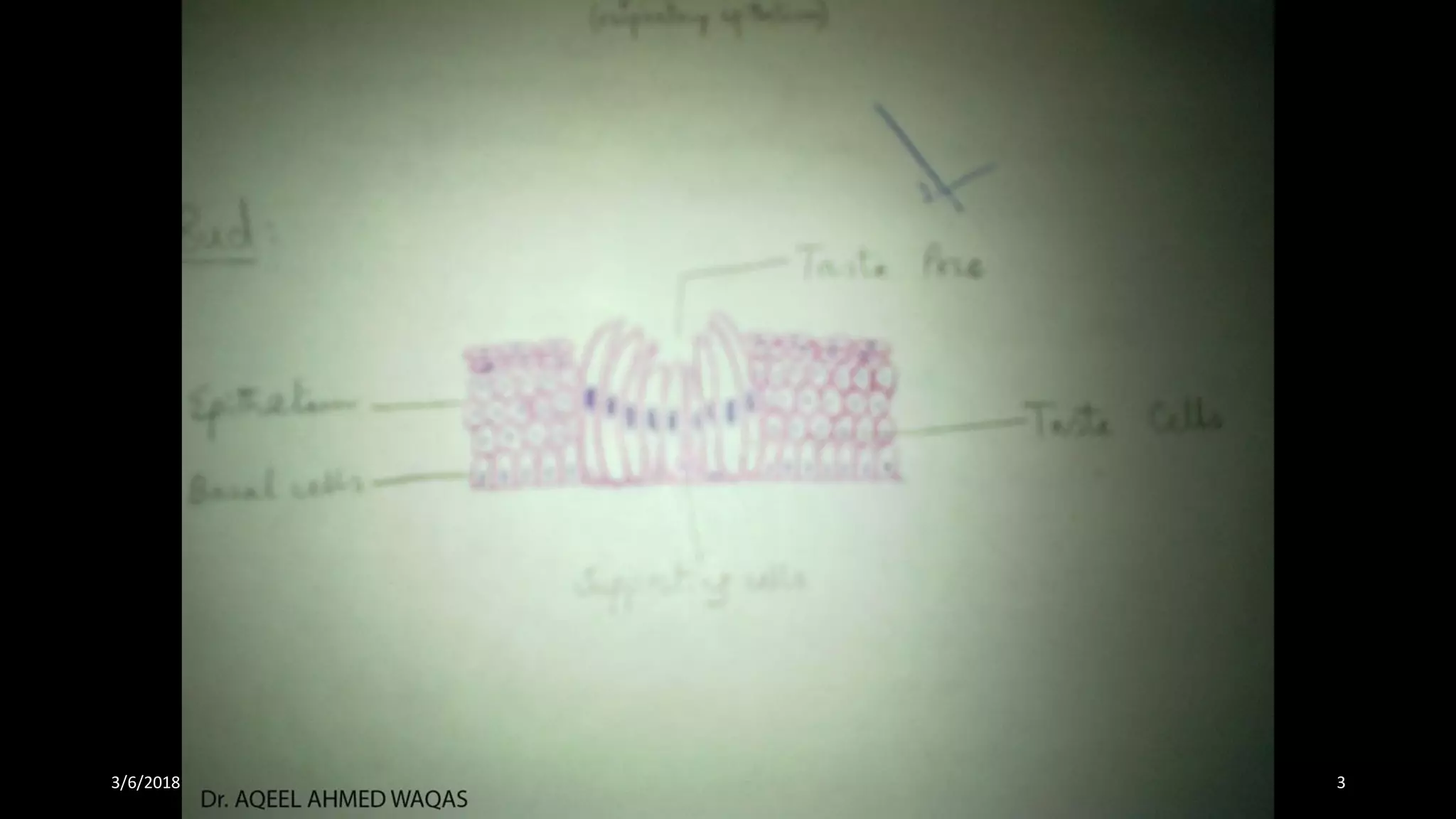 Histology hand made diagrams | PDF