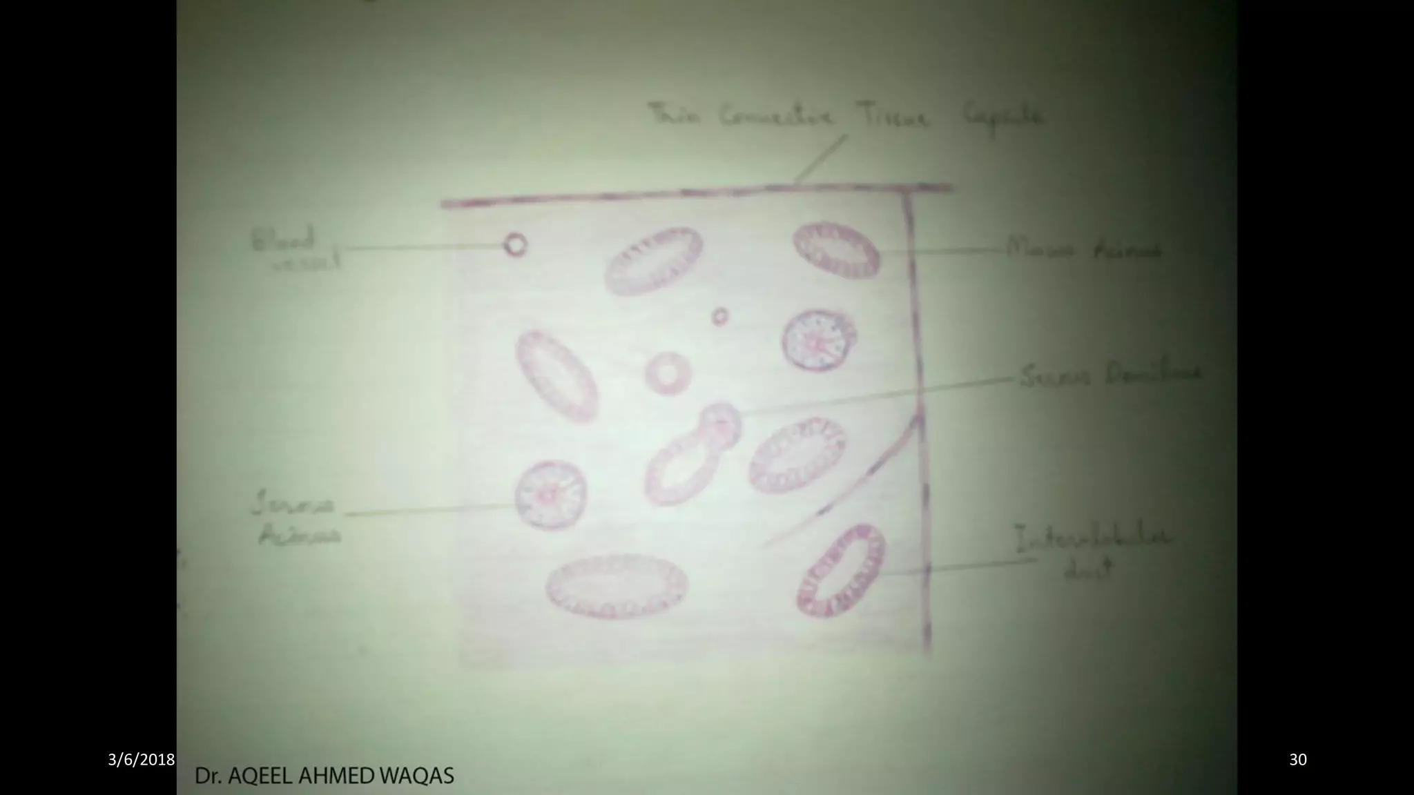 Histology hand made diagrams | PDF