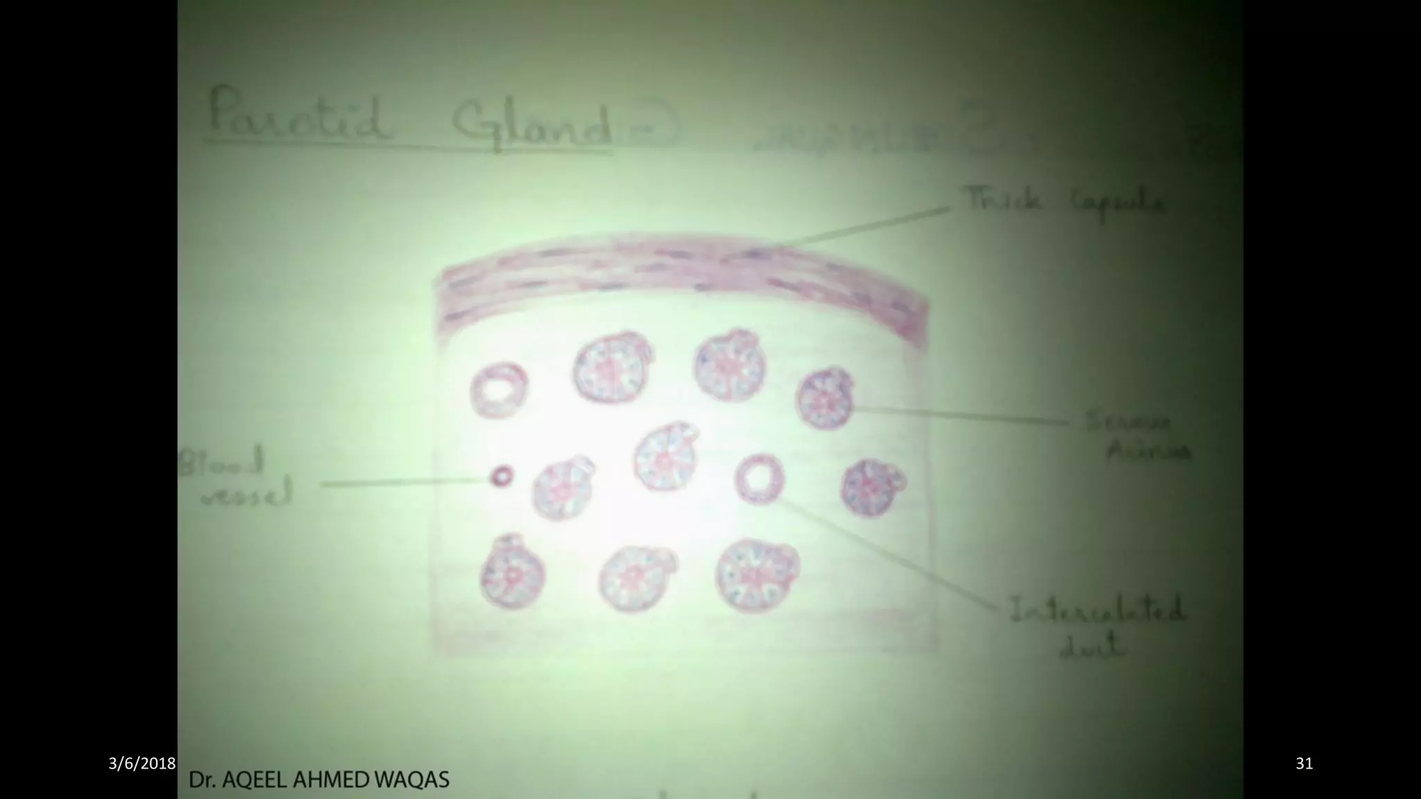 Histology hand made diagrams | PDF