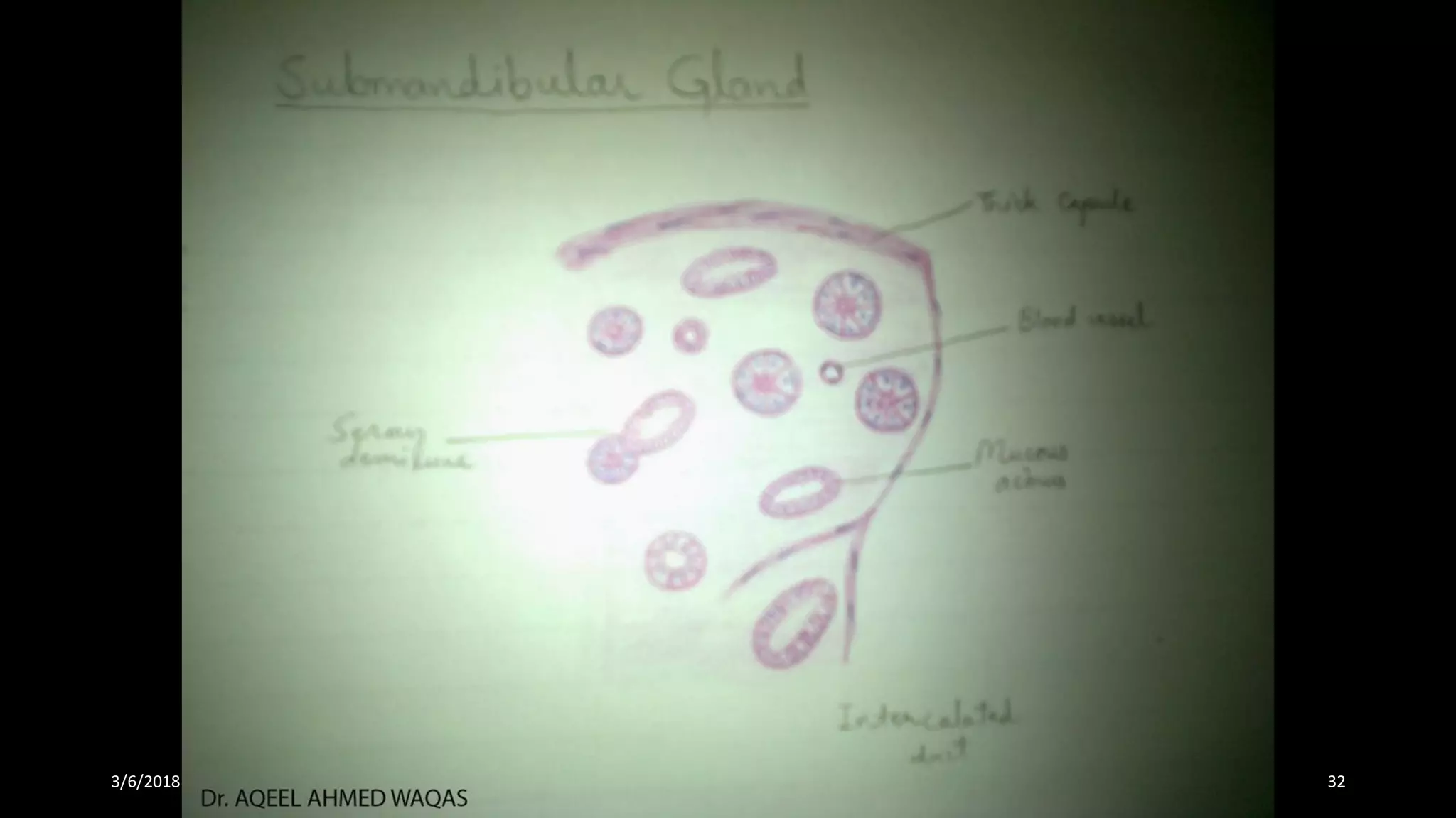 Histology hand made diagrams | PDF