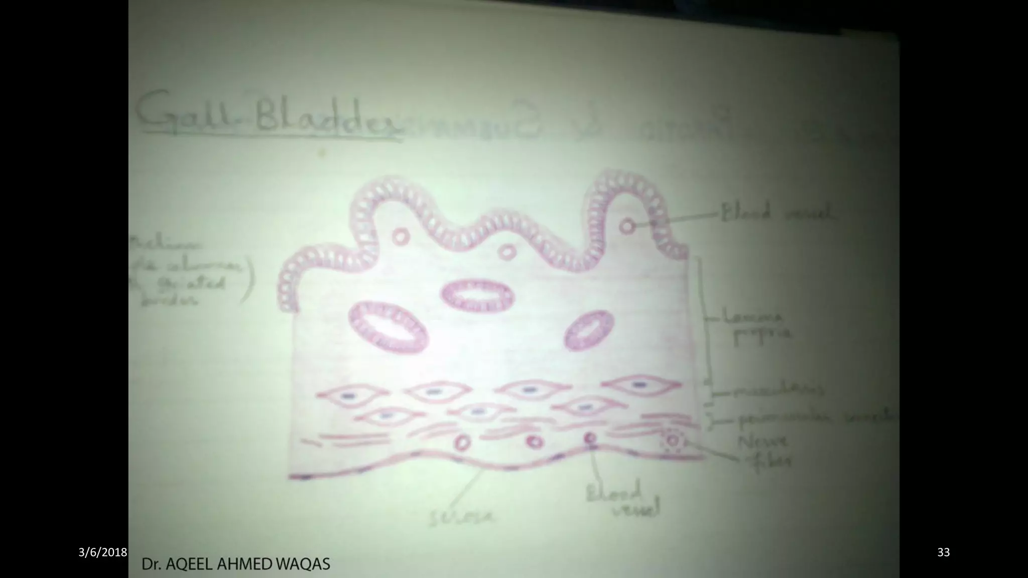 Histology hand made diagrams | PDF