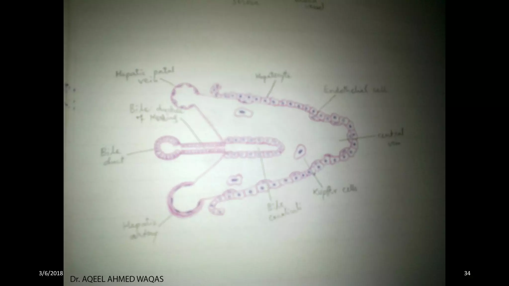Histology hand made diagrams | PDF