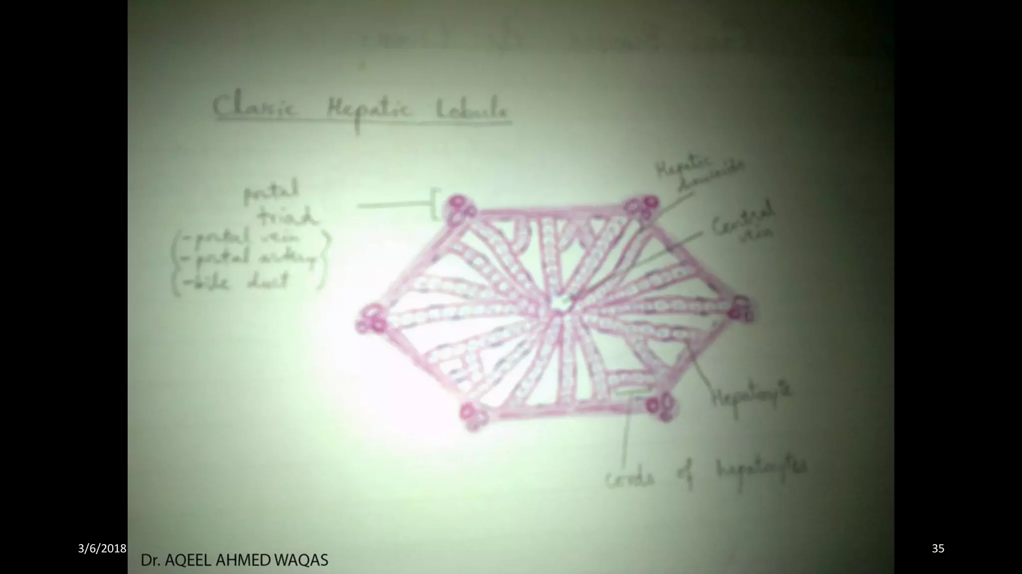Histology hand made diagrams | PDF