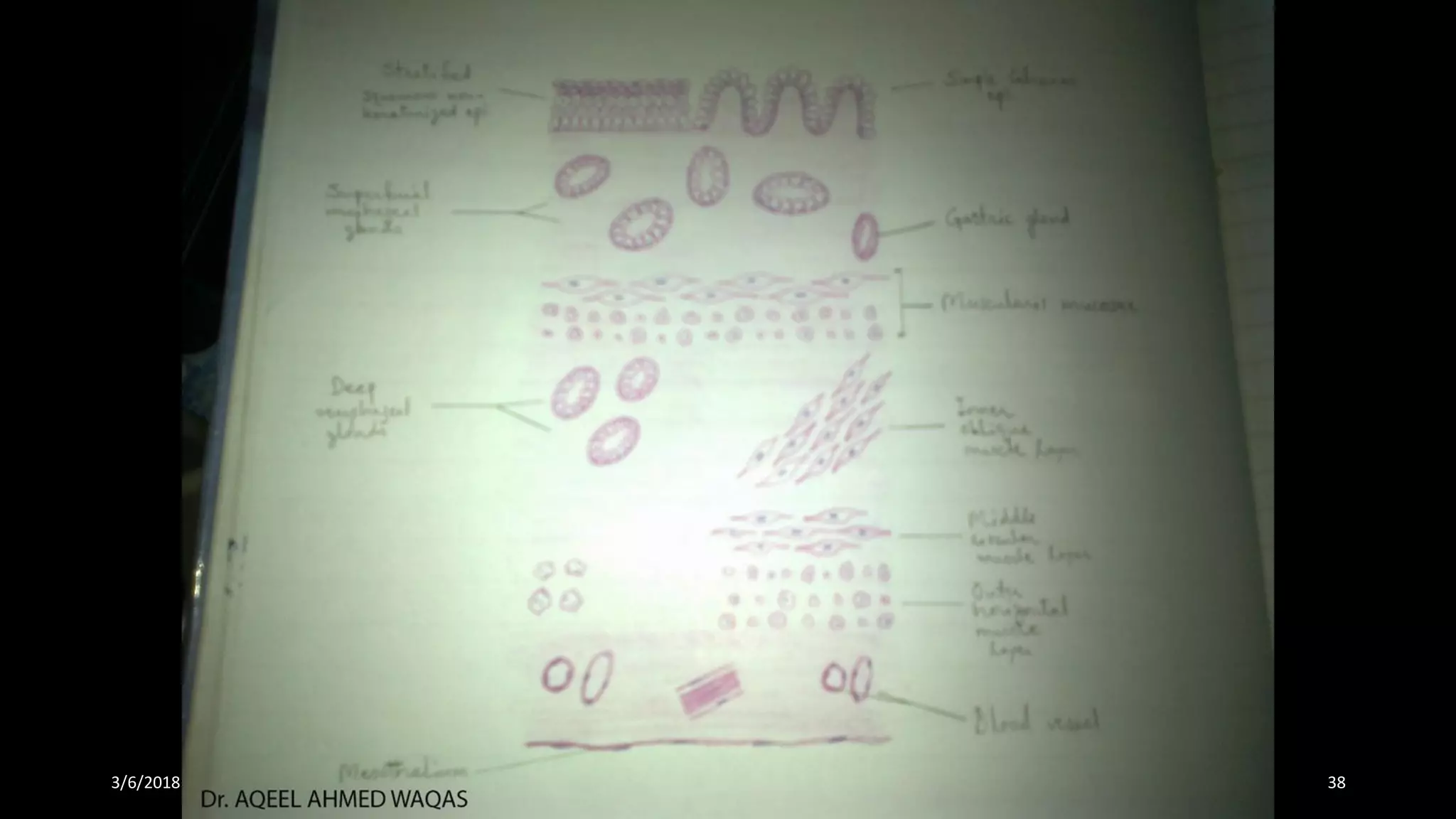 Histology hand made diagrams | PDF