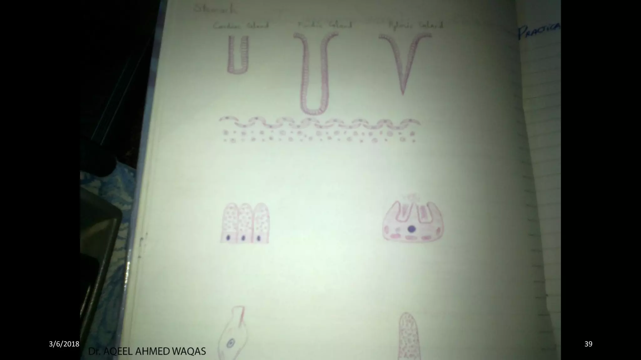 Histology hand made diagrams | PDF