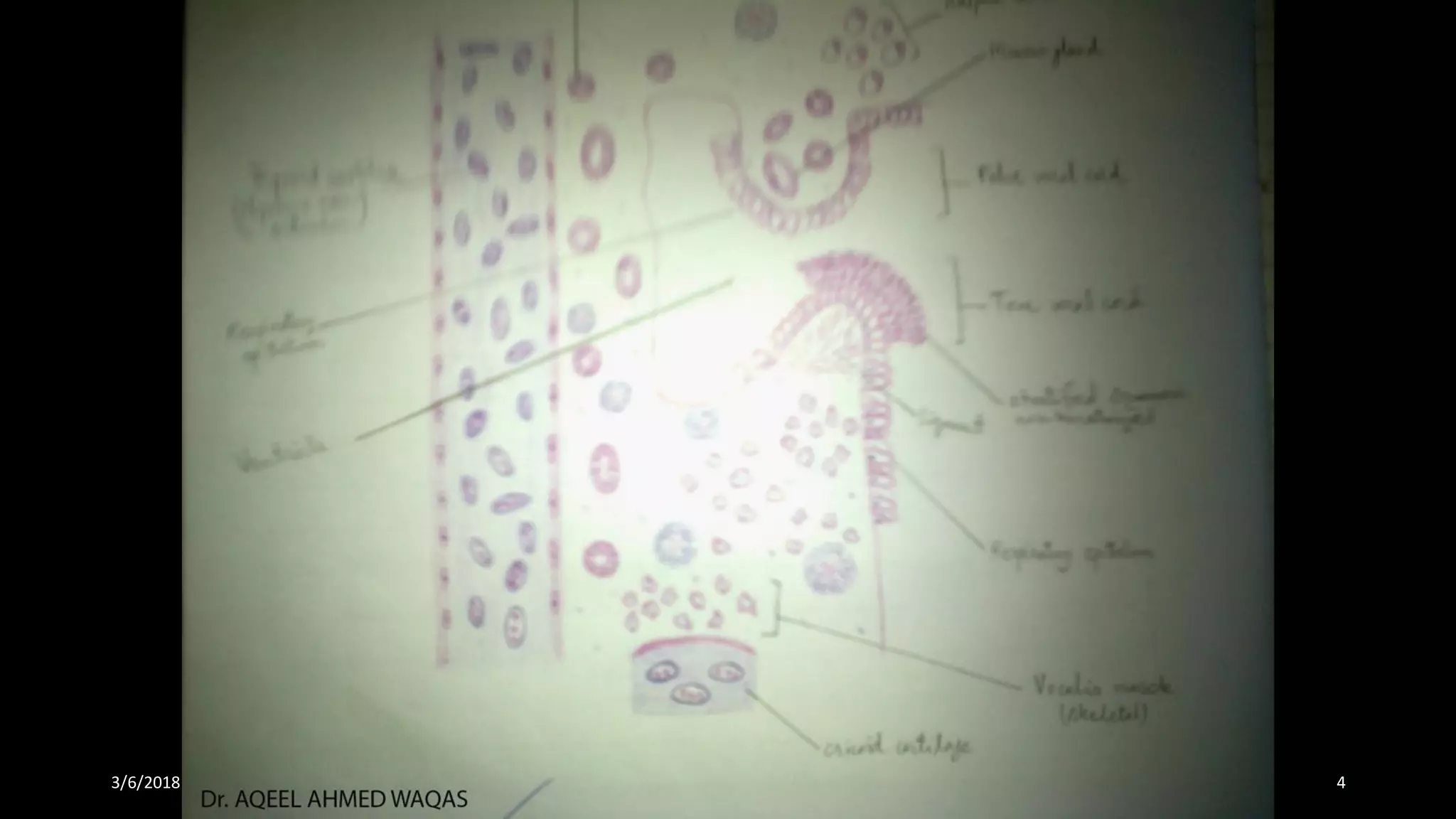 Histology hand made diagrams | PDF