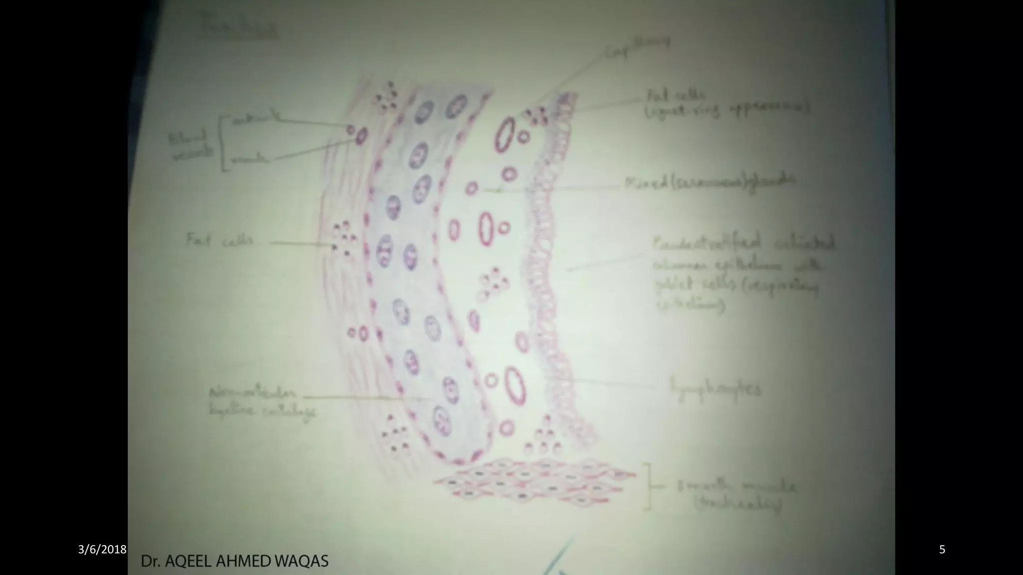 Histology hand made diagrams | PDF