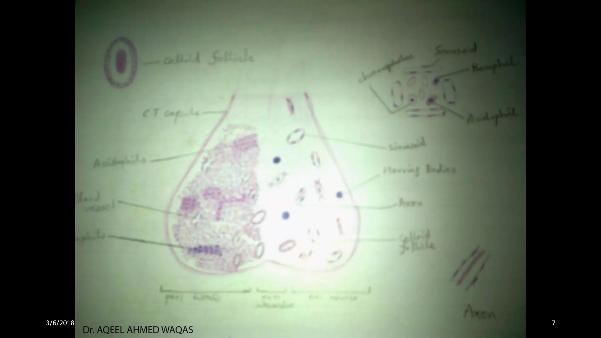 Histology hand made diagrams | PDF