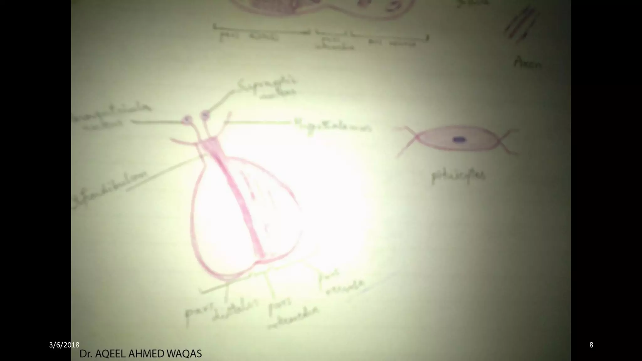 Histology hand made diagrams | PDF
