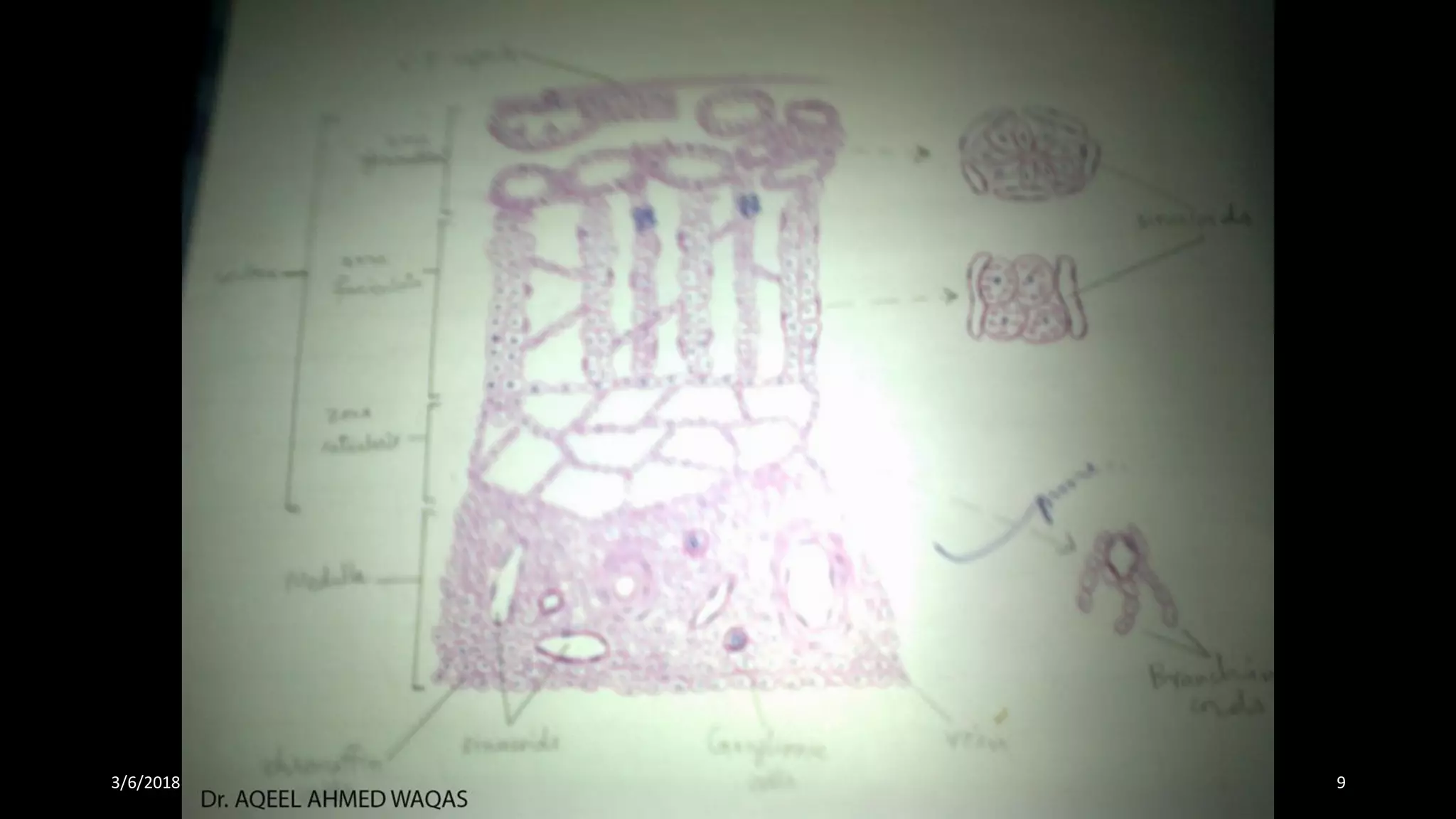 Histology hand made diagrams | PDF