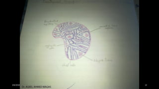 Histology hand made diagrams | PDF