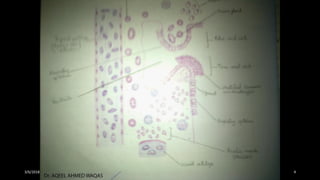 Histology hand made diagrams | PDF