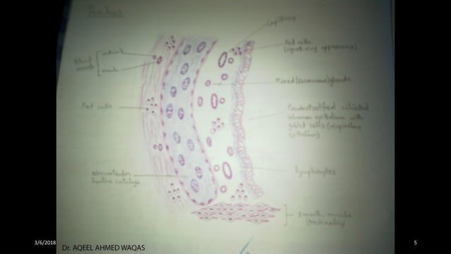 Histology hand made diagrams | PDF