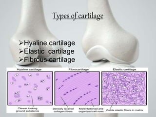 CARTILIAGE AGE AND HISTOLOGY REGENERATION OF BONE {HEMANT RAO} | PPTX ...