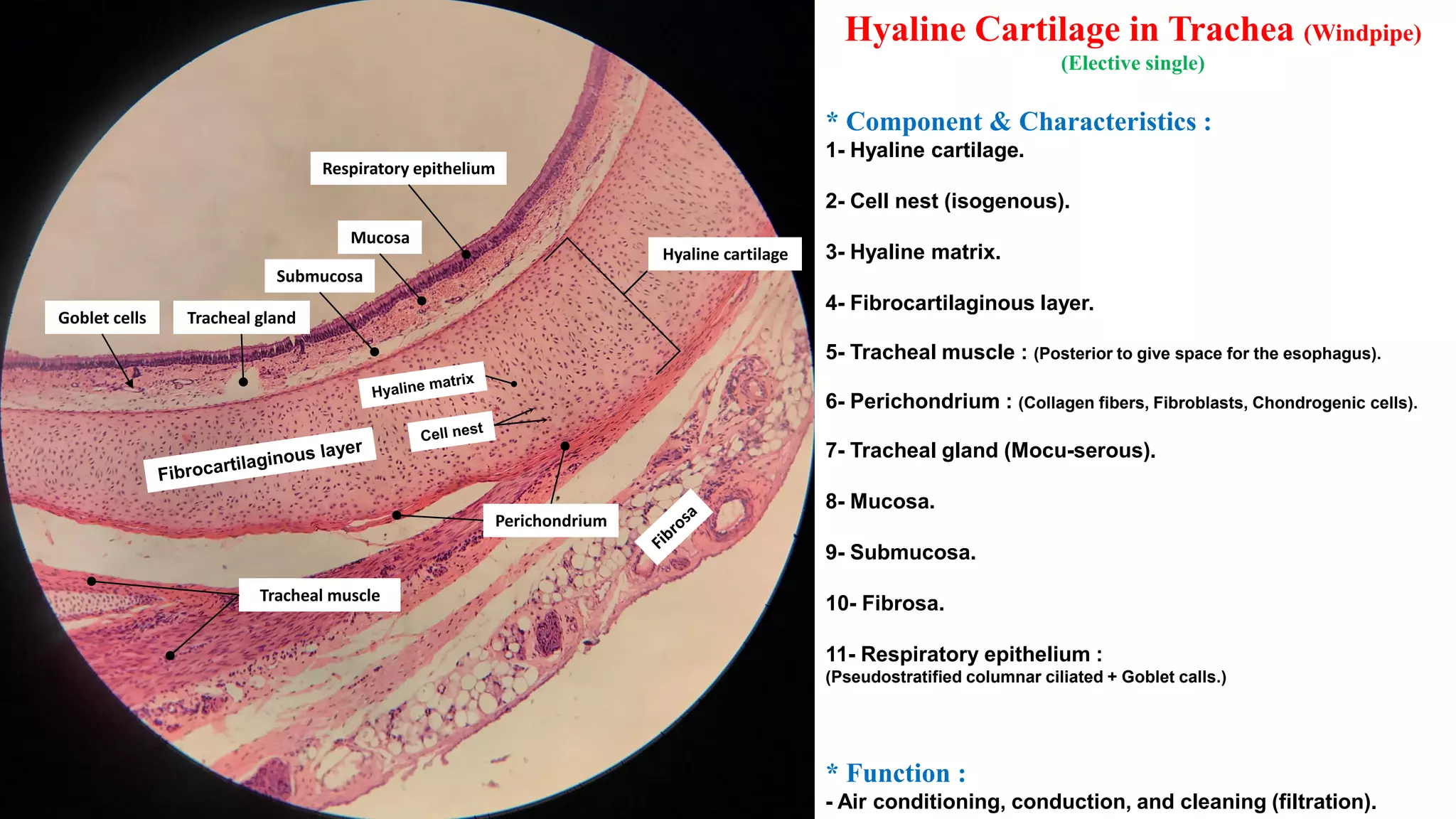 Histology (histological structure of respiratory system) | PDF