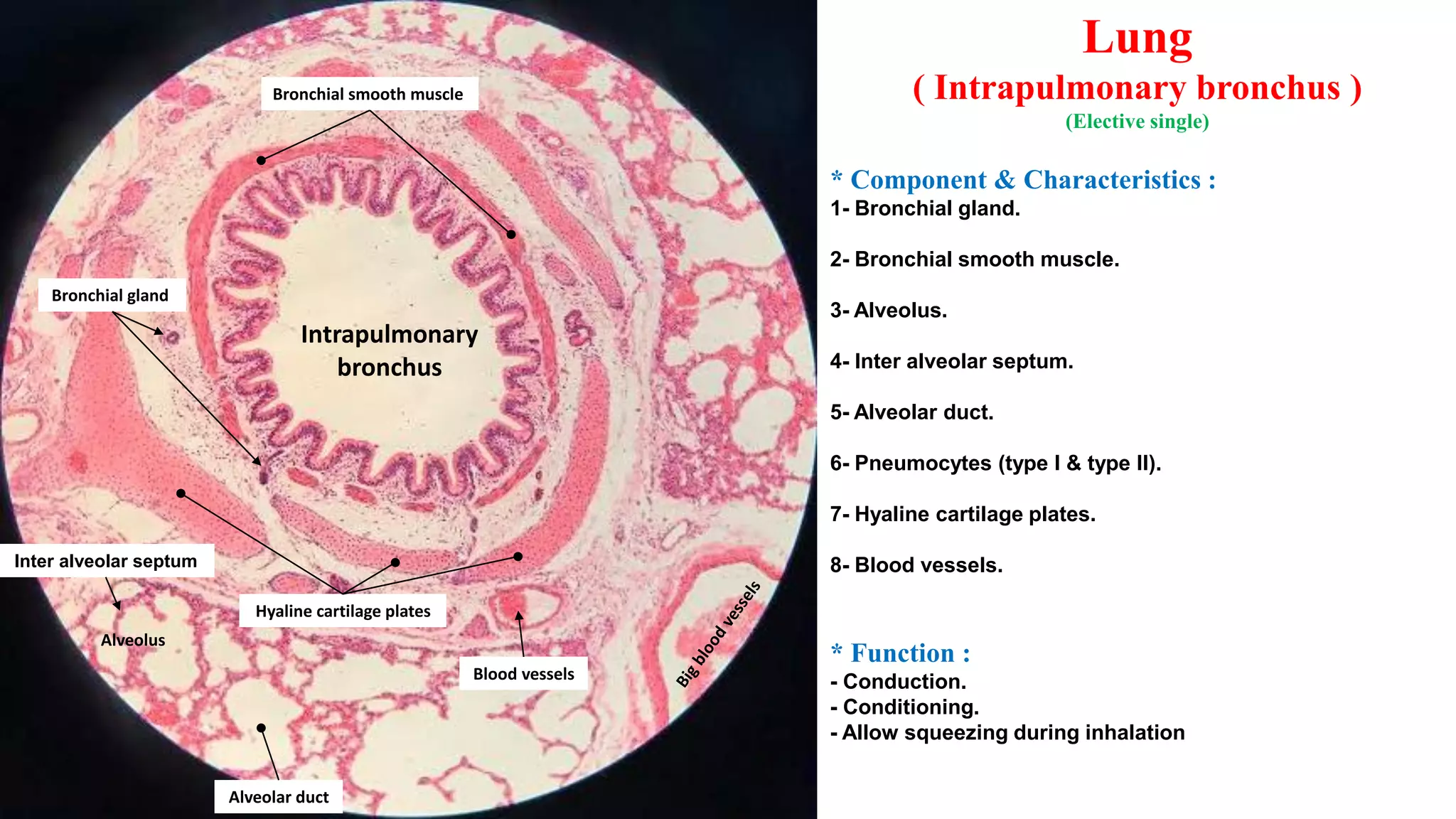 Histology (histological structure of respiratory system) | PDF