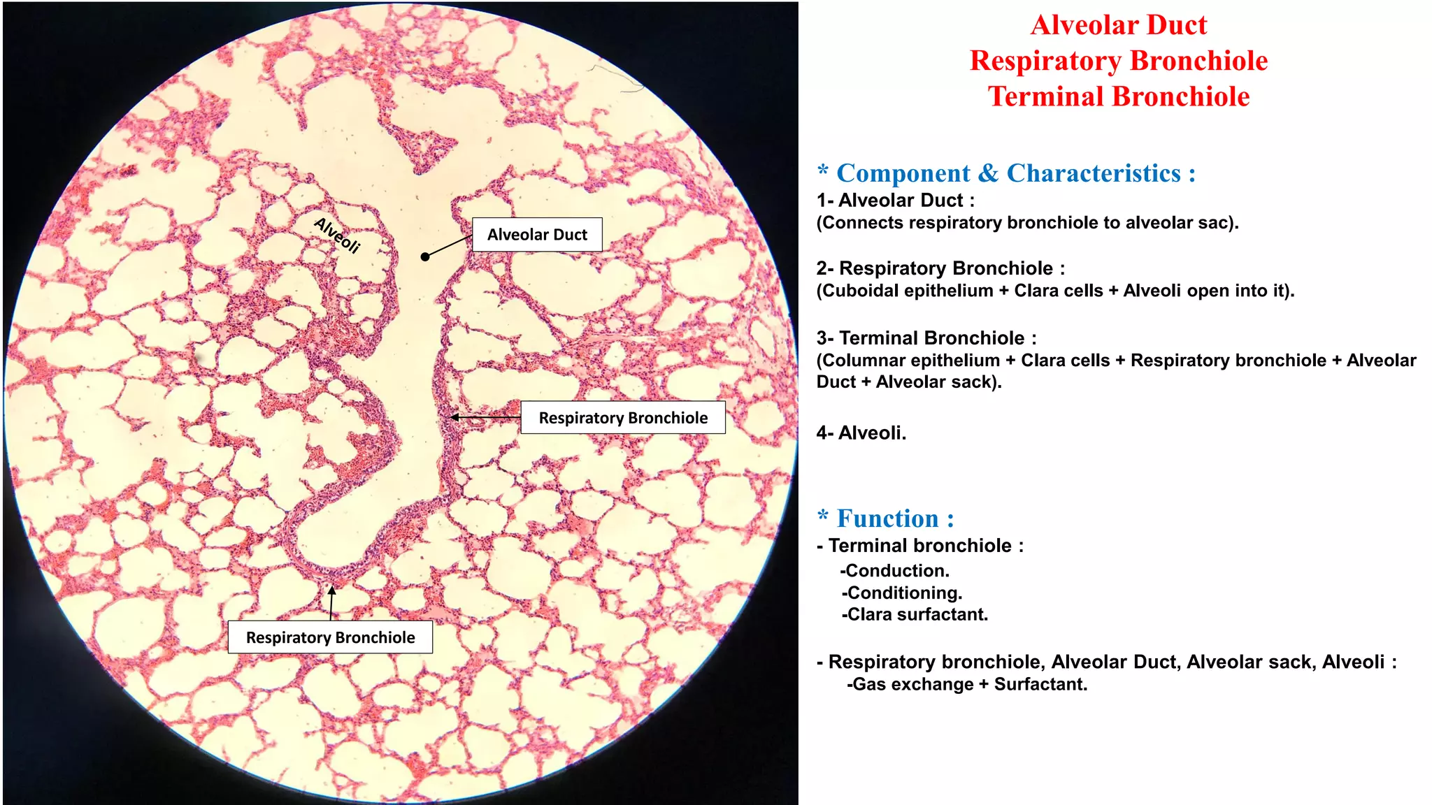 Histology (histological structure of respiratory system) | PDF