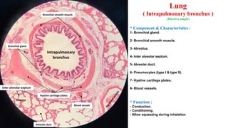 Histology (histological structure of respiratory system) | PDF
