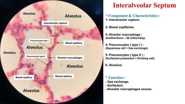 Histology (histological structure of respiratory system) | PDF | Lung ...