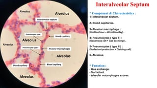 Interalveolar Septum Histology
