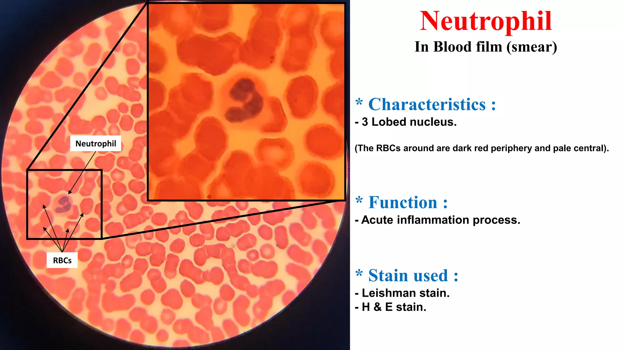 Histology (histology of blood) | PDF