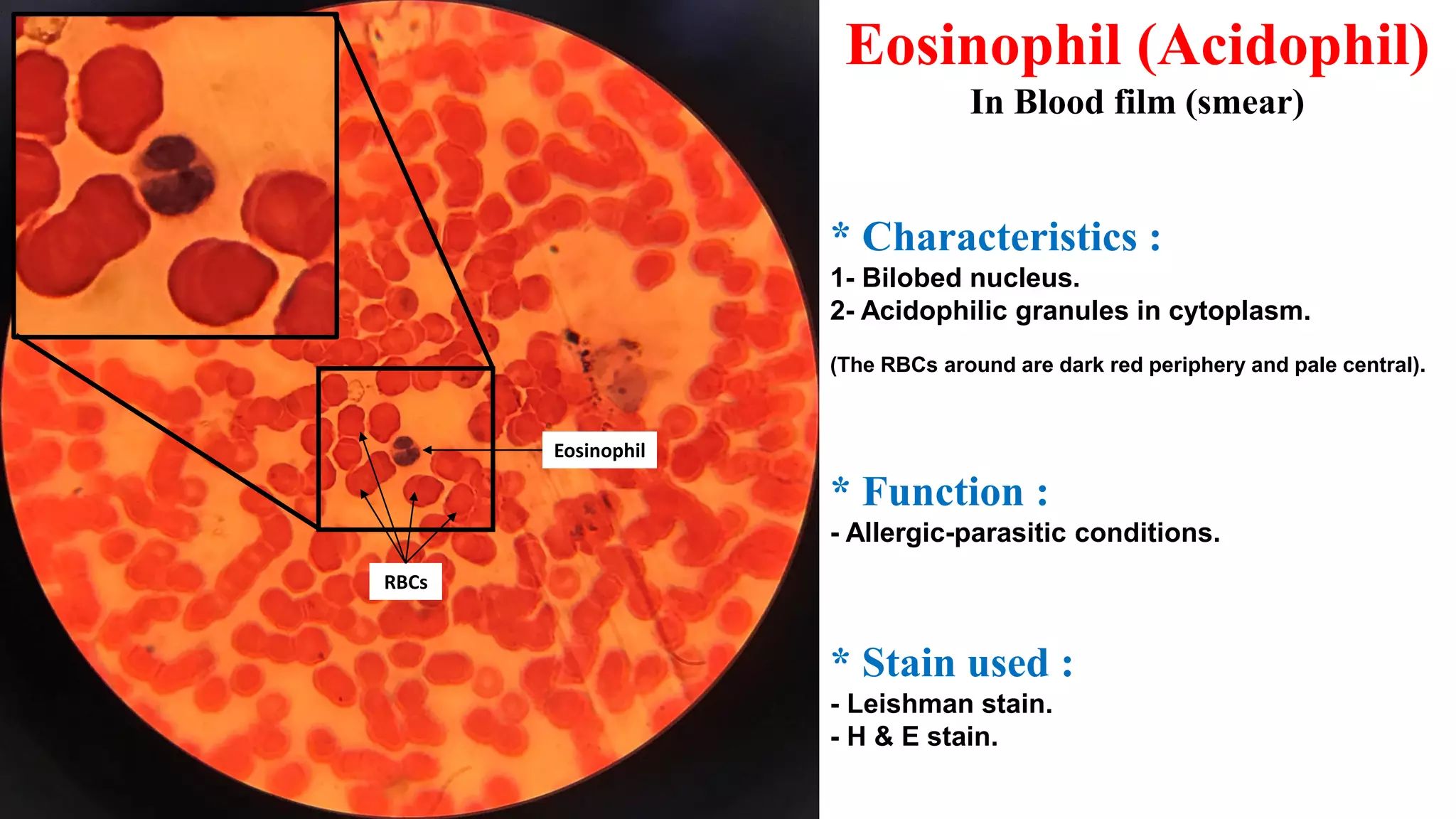 Histology (histology of blood) | PDF