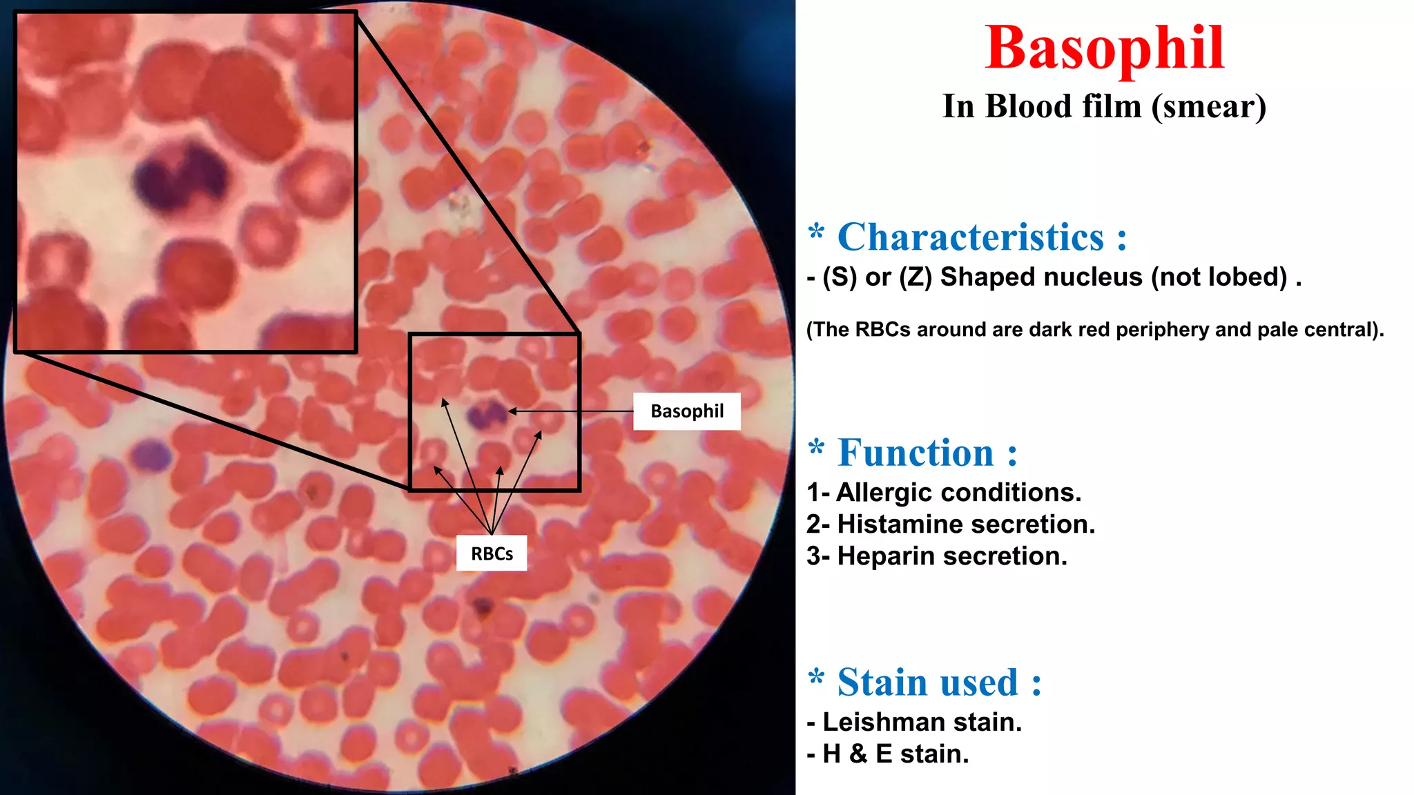 Histology (histology of blood) | PDF