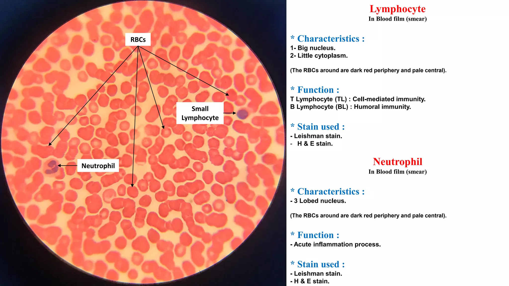 Histology (histology of blood) | PDF