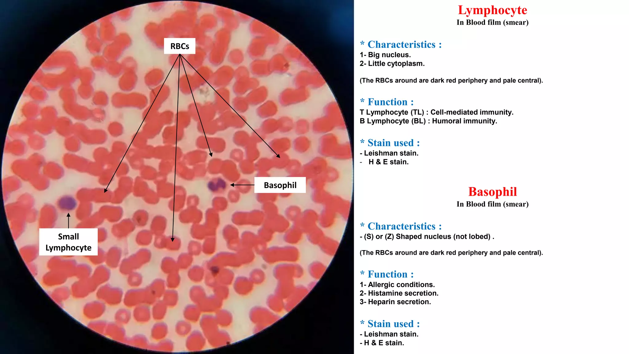 Histology (histology of blood) | PDF