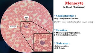 Histology (histology of blood) | PDF