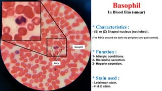 Histology (histology of blood) | PDF