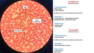 Histology (histology of blood) | PDF
