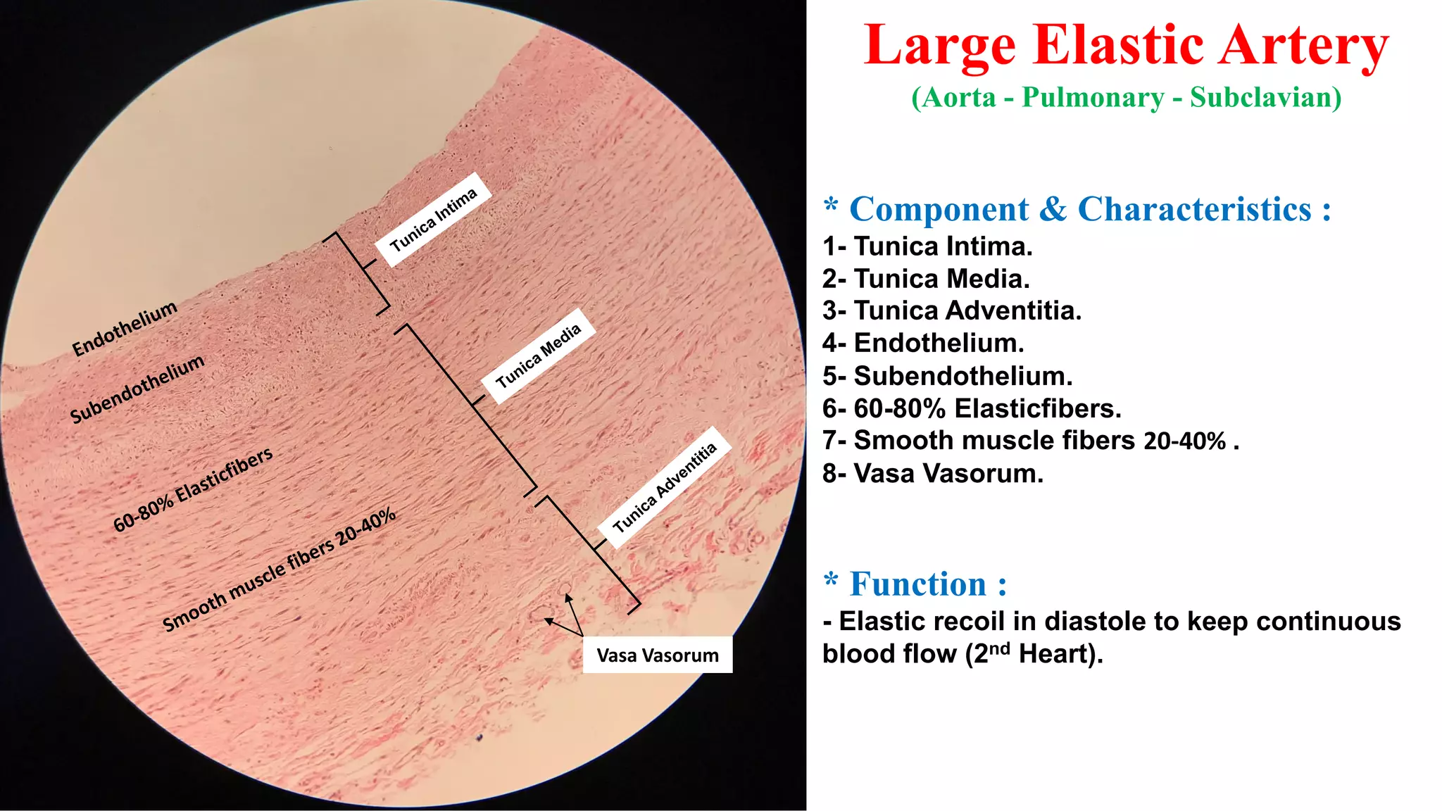 Histology (histology of cardiac muscle and blood vessels) | PDF