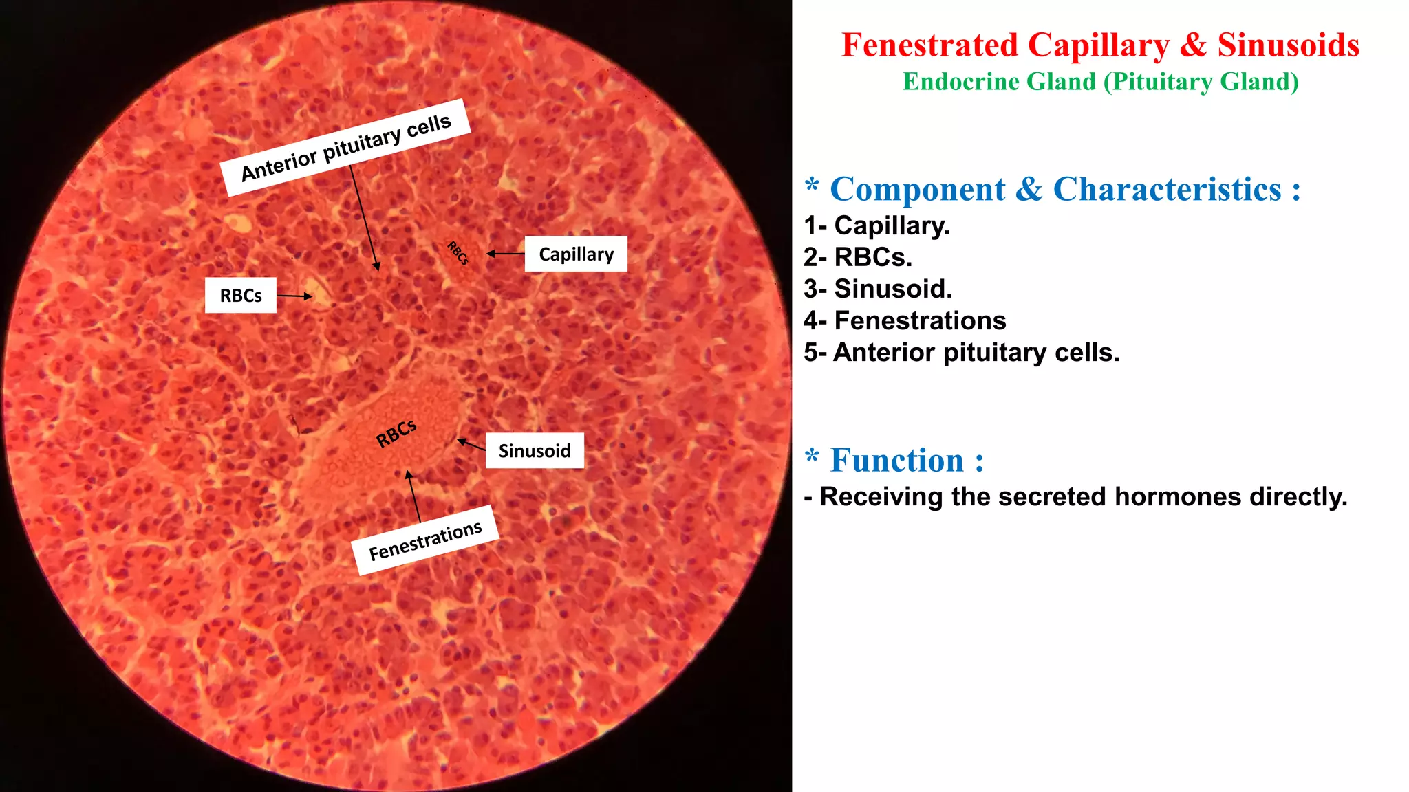 Histology (histology of cardiac muscle and blood vessels) | PDF